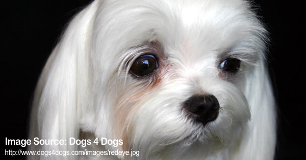 Epiphora | Pet Premium - Pet Insurance Comparison